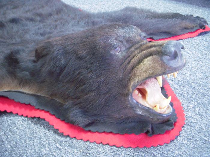 Large Black Bear Bearskin Rug Mount Taxidermy For Sale at GunAuction ...